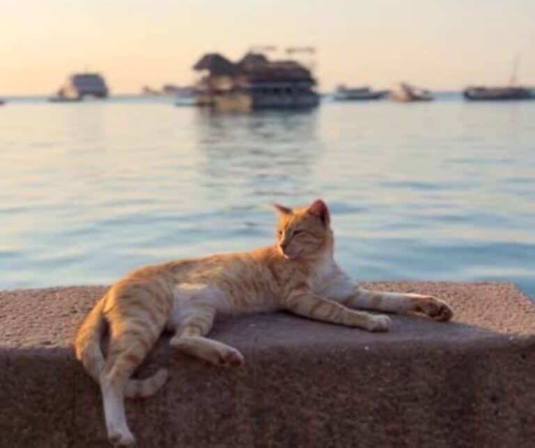 The Street Cats of Split: Discover the Furry Side of Pomalo Life ...